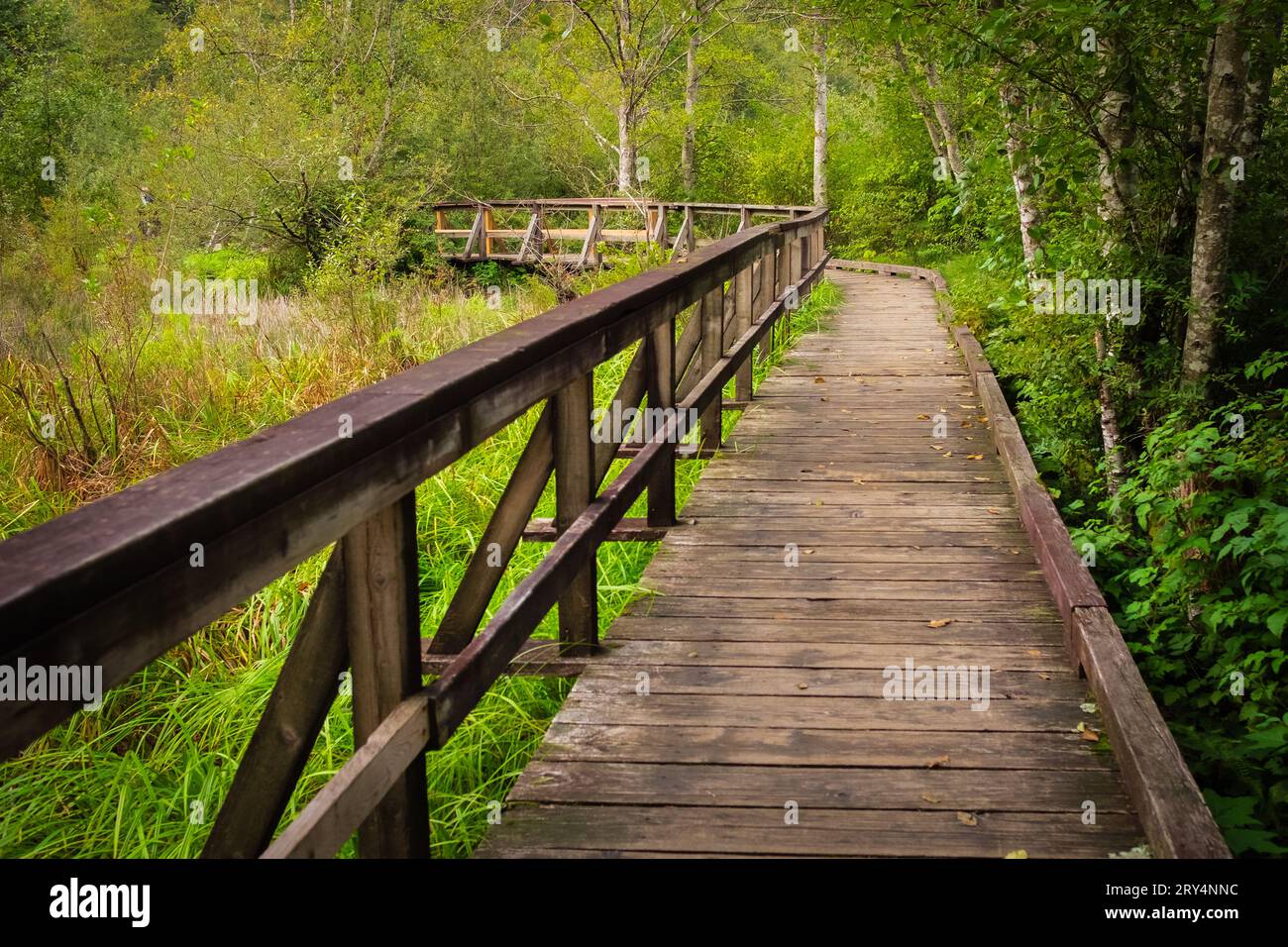 A path made of wooden planks is a passage through the forest. Wooden ...