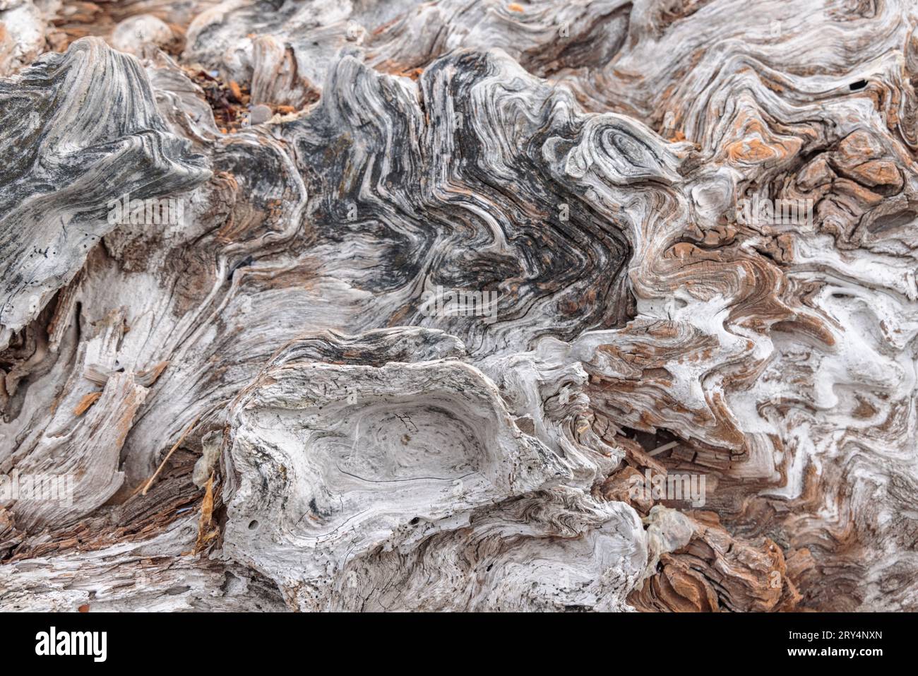 Abstract closeup of a salt-damaged tree trunk washed up on the seashore ...