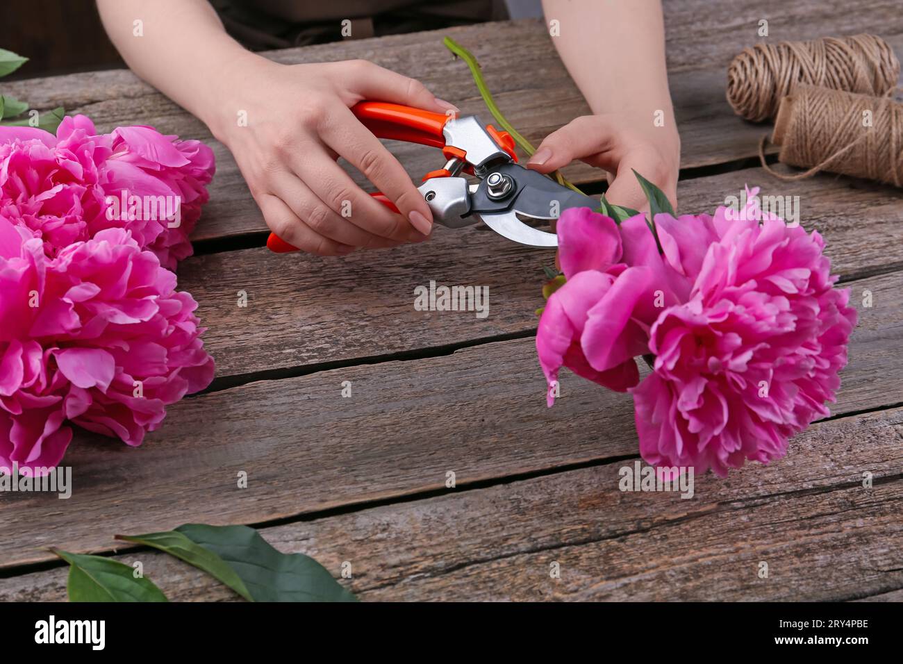 Woman trimming beautiful pink peonies with secateurs at wooden table ...