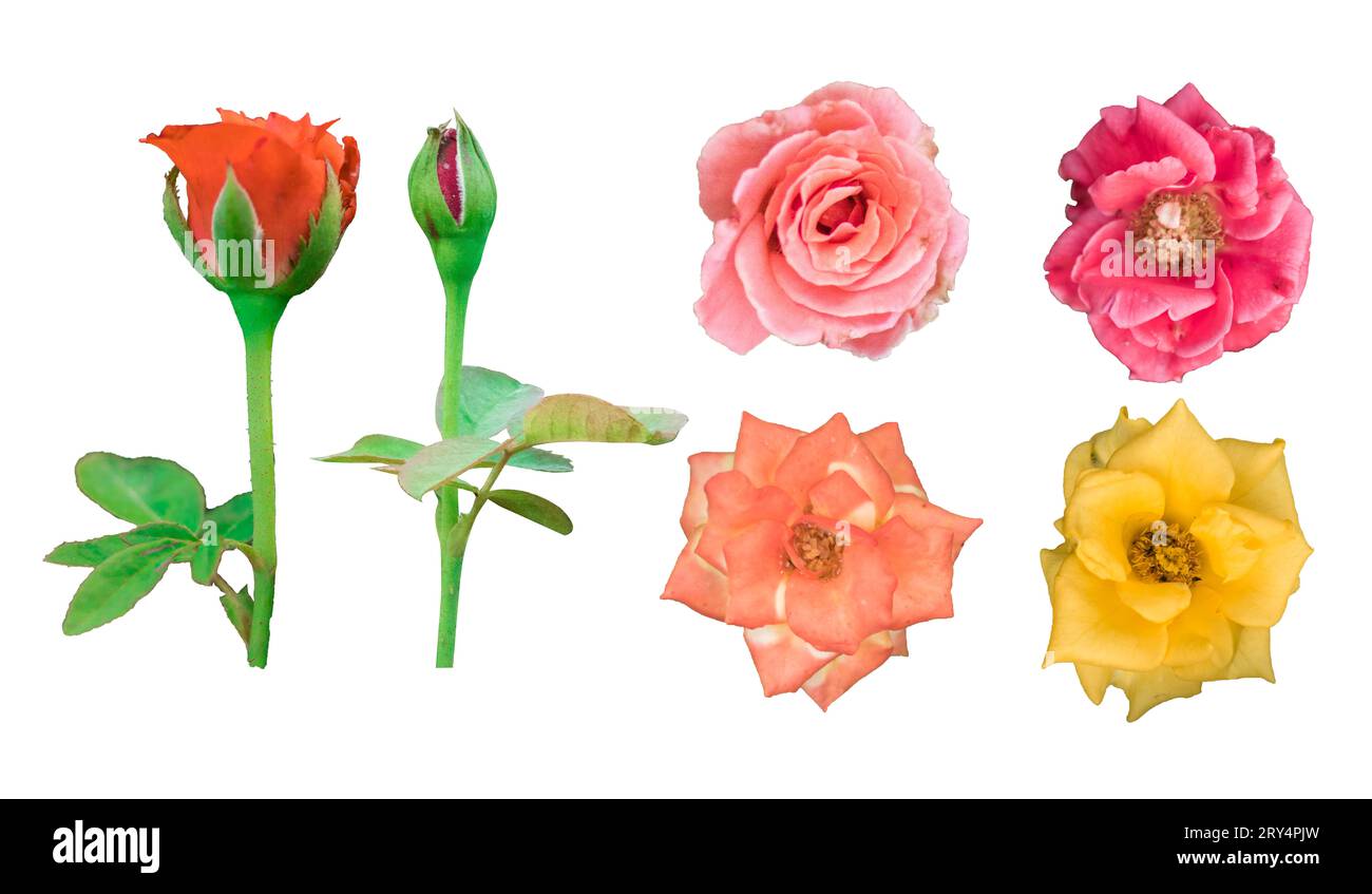 Collection of four color beautiful pink roses and buds over a ...