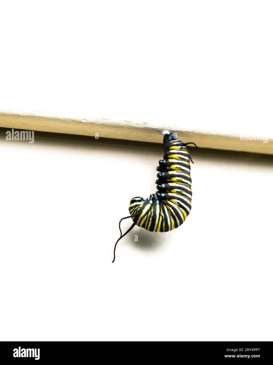 Hanging insects hi-res stock photography and images - Alamy