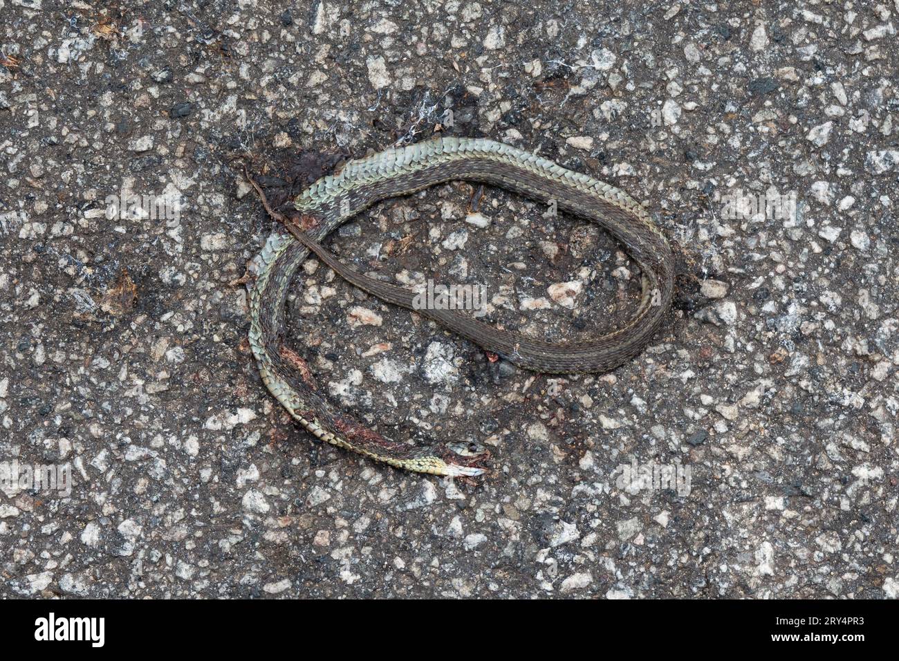 Dead snake hi-res stock photography and images - Alamy