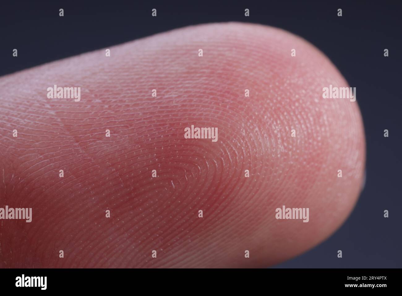 Finger with friction ridges on dark background, macro view Stock Photo ...