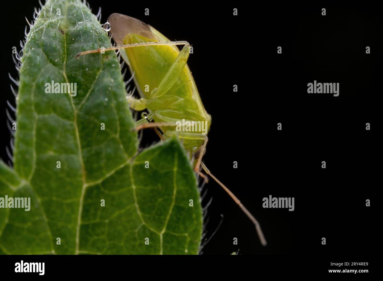 Miridae inhabiting on the leaves of wild plants Stock Photo - Alamy
