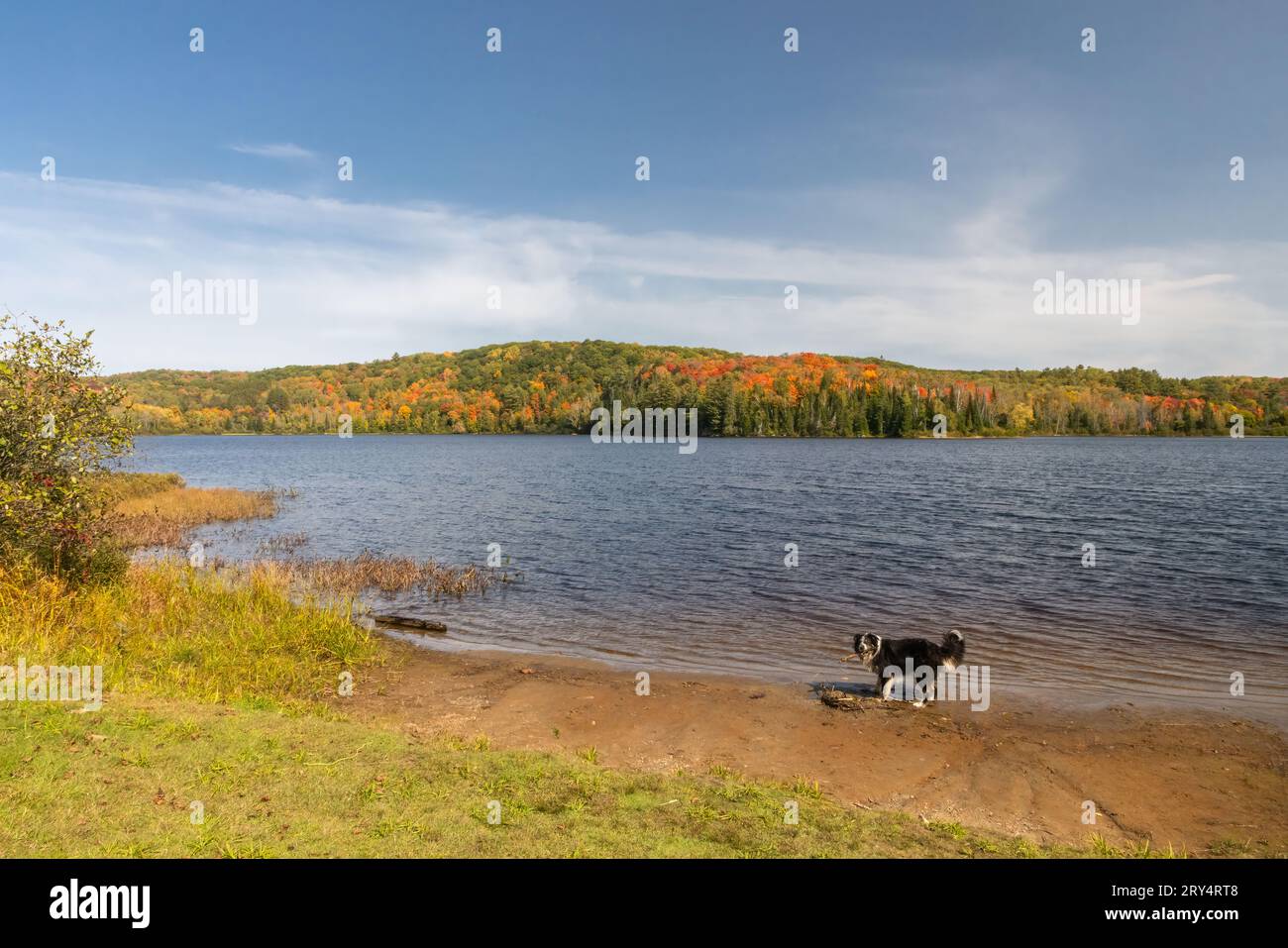 Colourful autumn leaves in the forest around Arrowhead Provincial Park Lake Stock Photo - Alamy