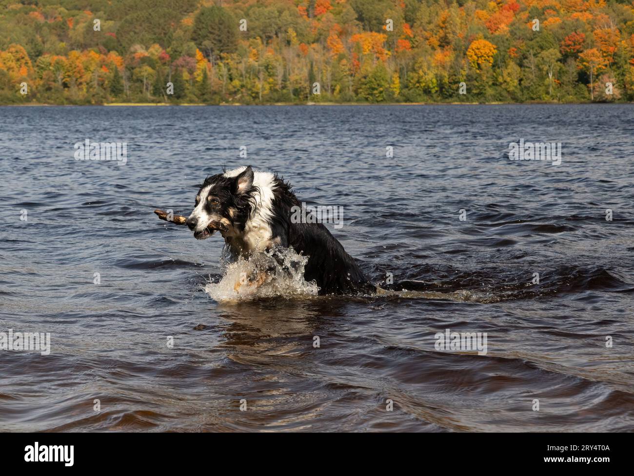 A border collie Australian shepherd dog fetching a stick from a lake in ...