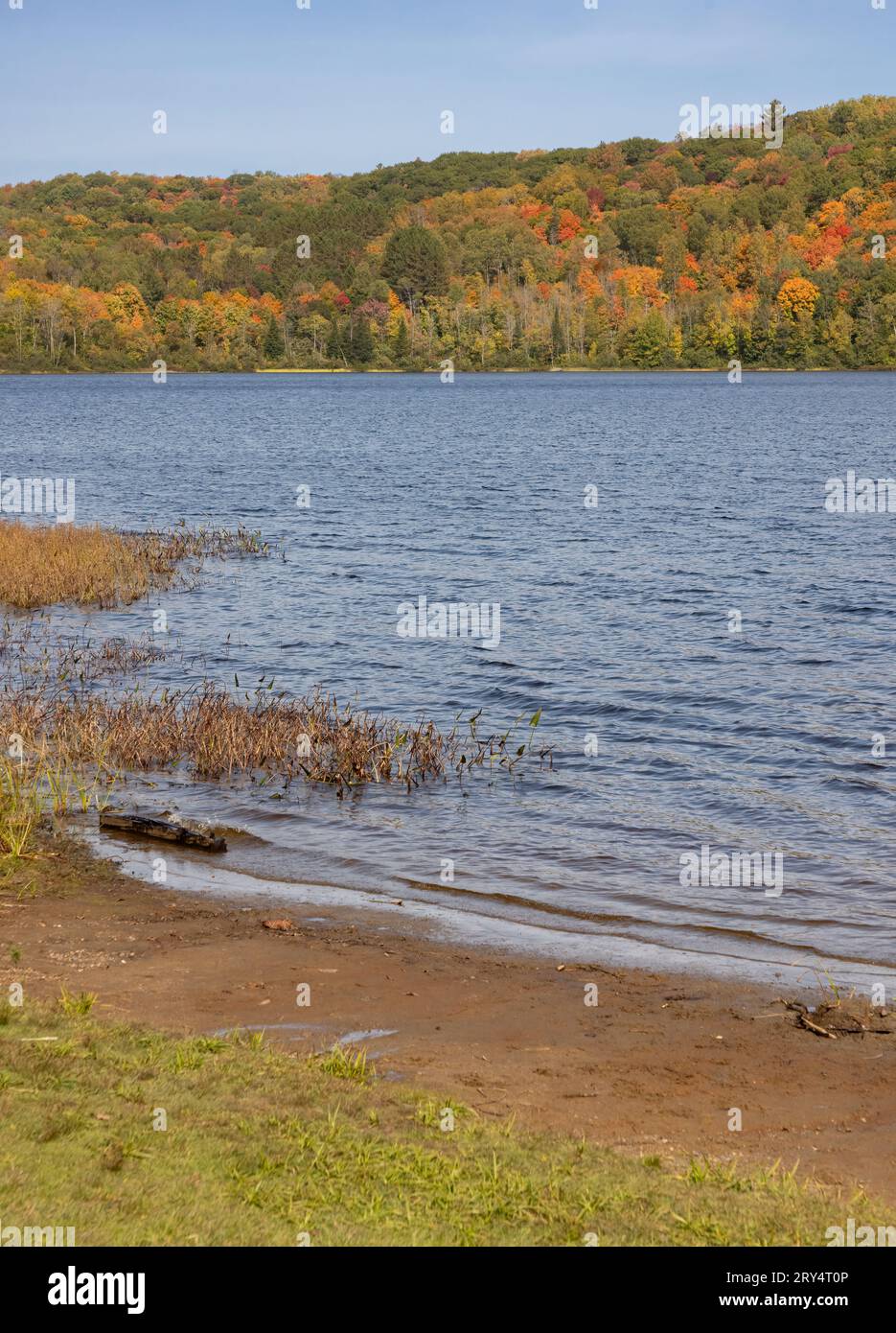 Colourful autumn leaves in the forest around Arrowhead Provincial Park Lake Stock Photo - Alamy
