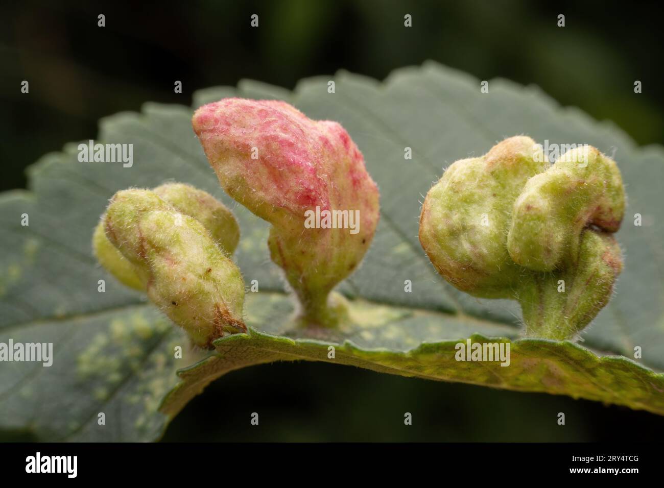 Gall, a deformed tumor or protrusion formed by accelerated division and ... Gall, a deformed tumor or protrusion formed by accelerated division and ...