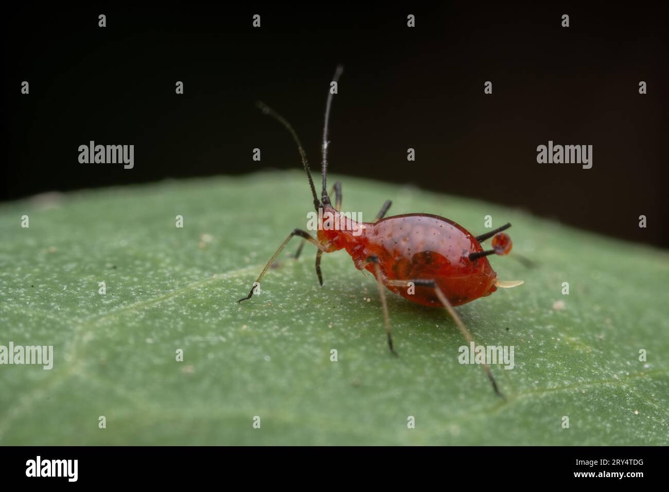 red aphid inhabits the leaves of wild plants Stock Photo - Alamy