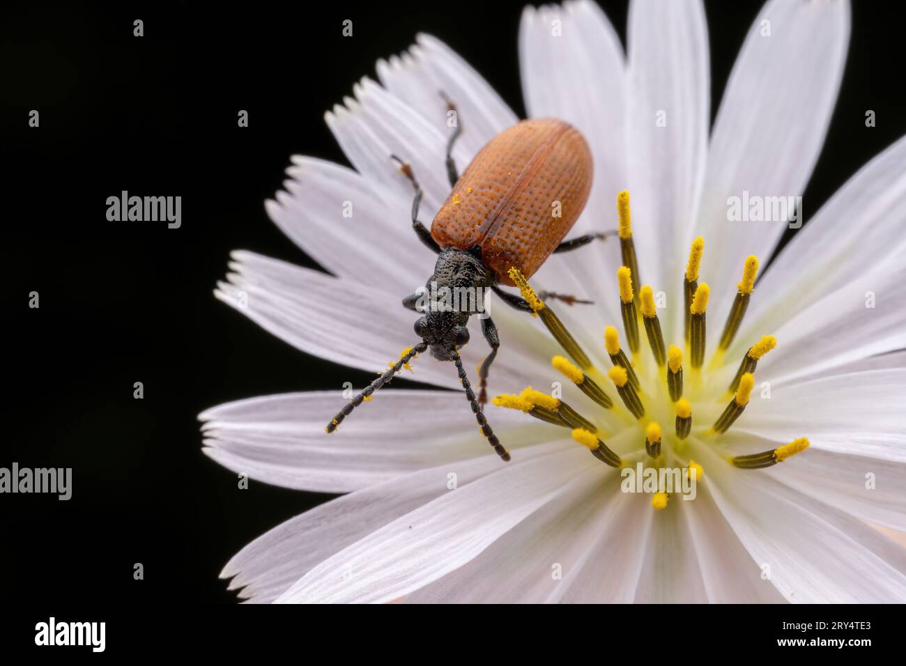 Crioceridae hi-res stock photography and images - Alamy