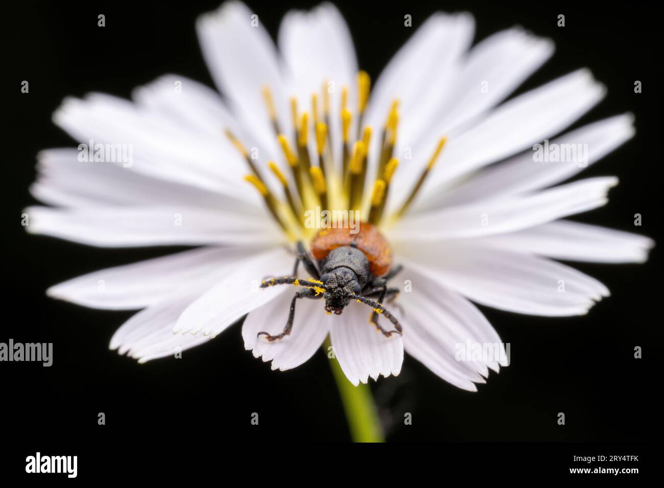 lema decempunctata gebler inhabit on wild flowers, North China Stock ...
