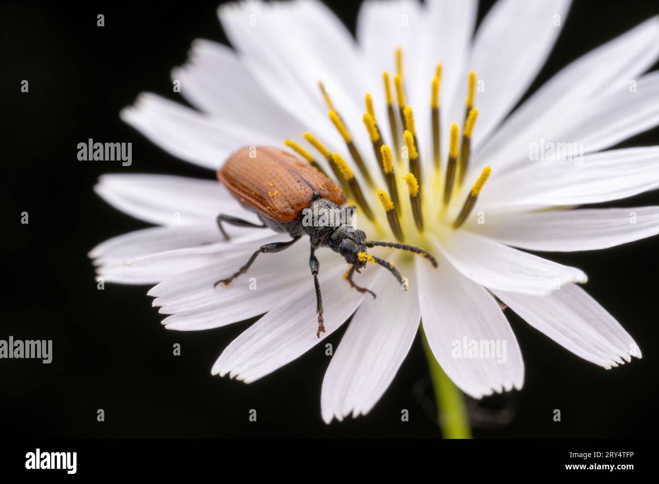 lema decempunctata gebler inhabit on wild flowers, North China Stock ...