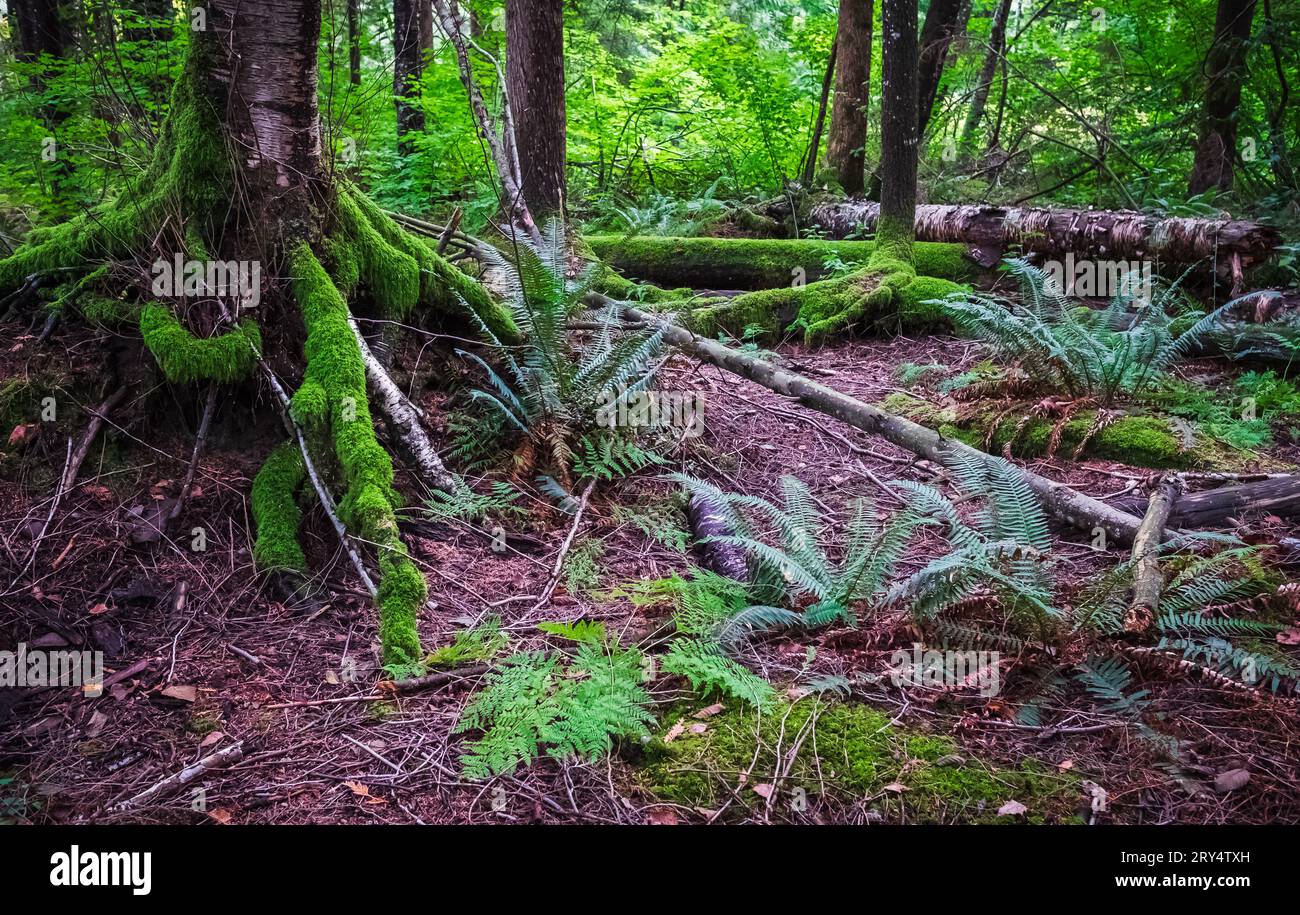 Mossy roots hi-res stock photography and images - Alamy