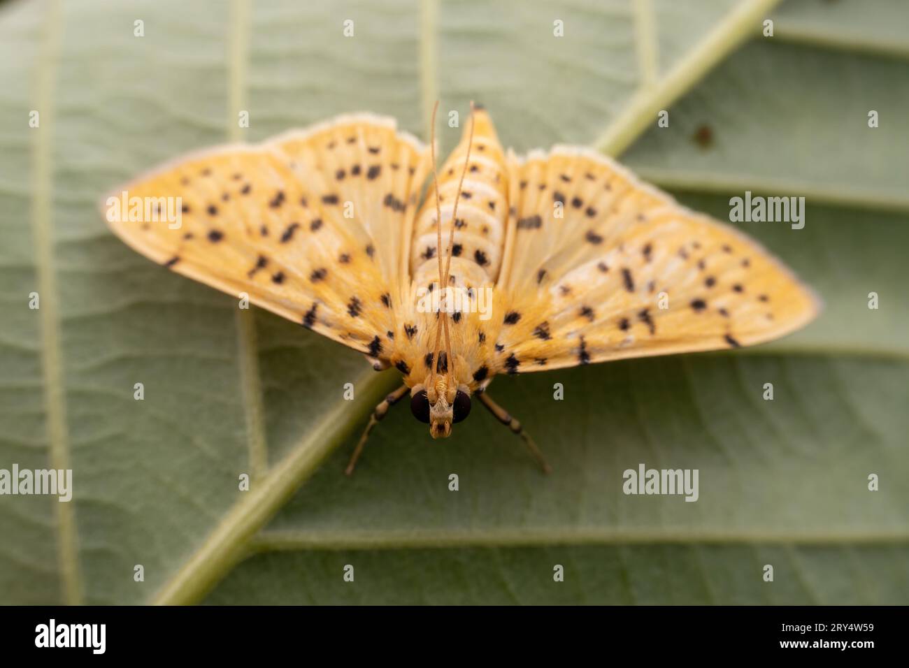 Peach borer inhabits the leaves of wild plants Stock Photo - Alamy
