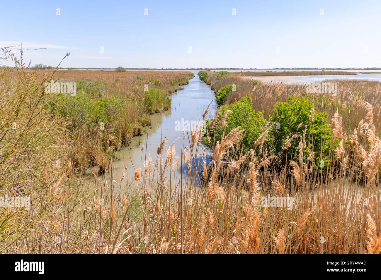 Reeds roseaux hi-res stock photography and images - Alamy
