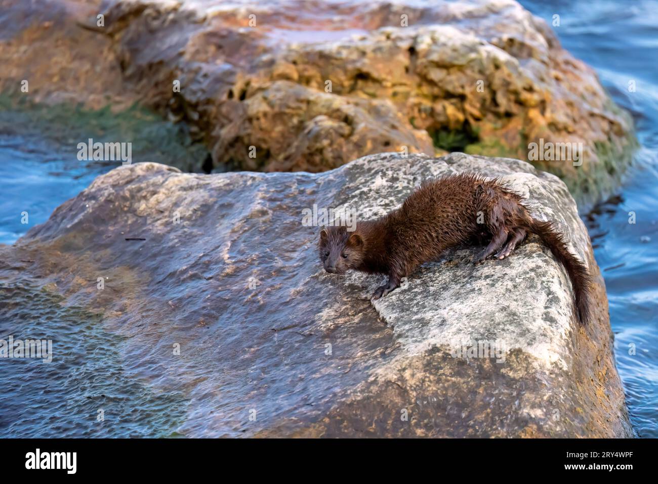American mink (Neovison vison) on the hunt on the lake Michigan Stock ...