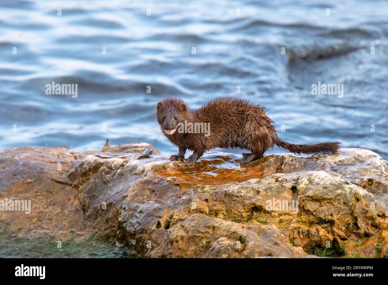 North american mink animals natural hi-res stock photography and images ...