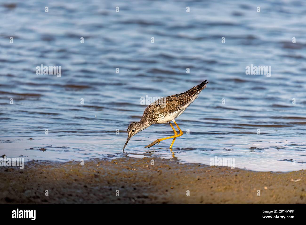 The greater yellowlegs (Tringa melanoleuca) on the shore of lake ...