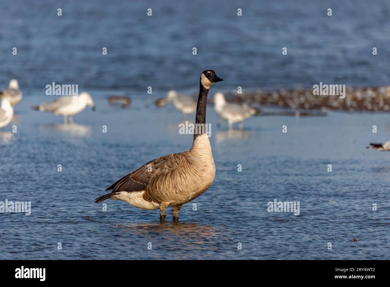The Canada goose (Branta canadensis) on the shore of lake Michigan ...