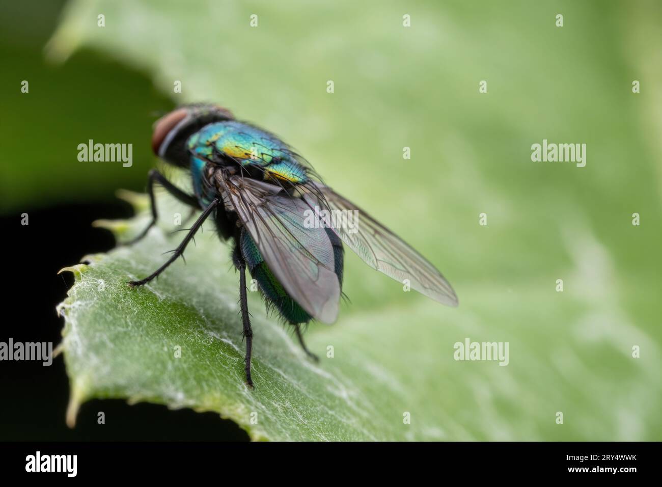 Calliphora erythrocephala lives on wild plants Stock Photo - Alamy