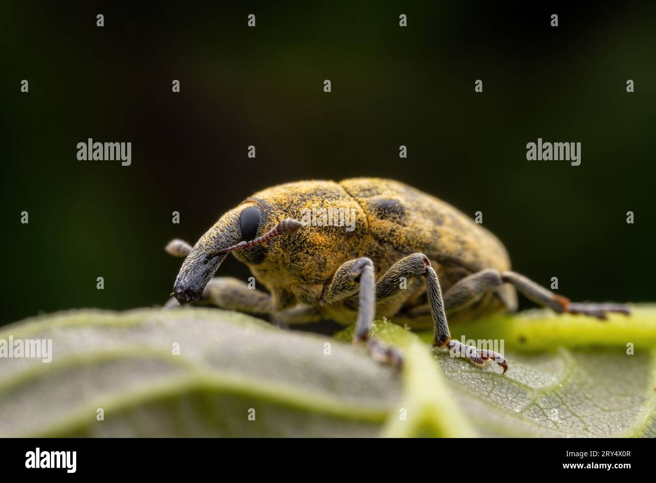 weevil inhabits the leaves of wild plants Stock Photo - Alamy