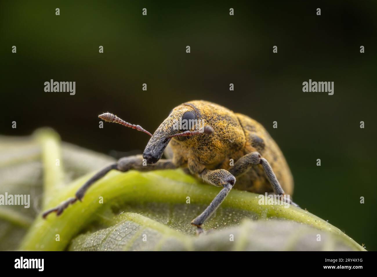 weevil inhabits the leaves of wild plants Stock Photo - Alamy
