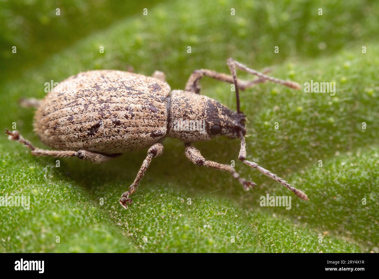 weevil inhabits the leaves of wild plants Stock Photo - Alamy