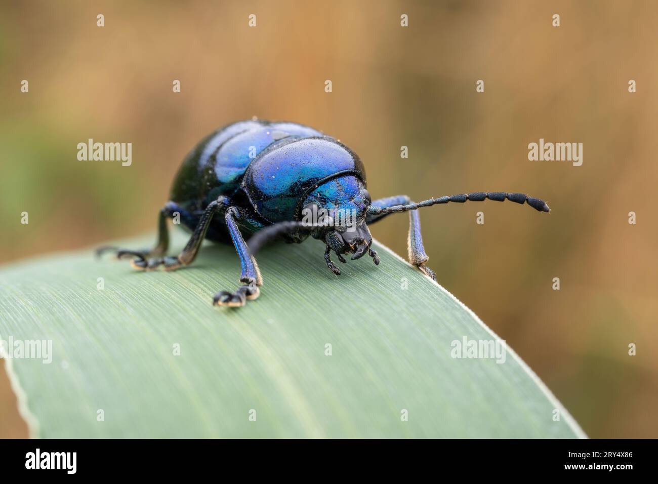 leaf beetle inhabiting on the leaves of wild plants Stock Photo - Alamy