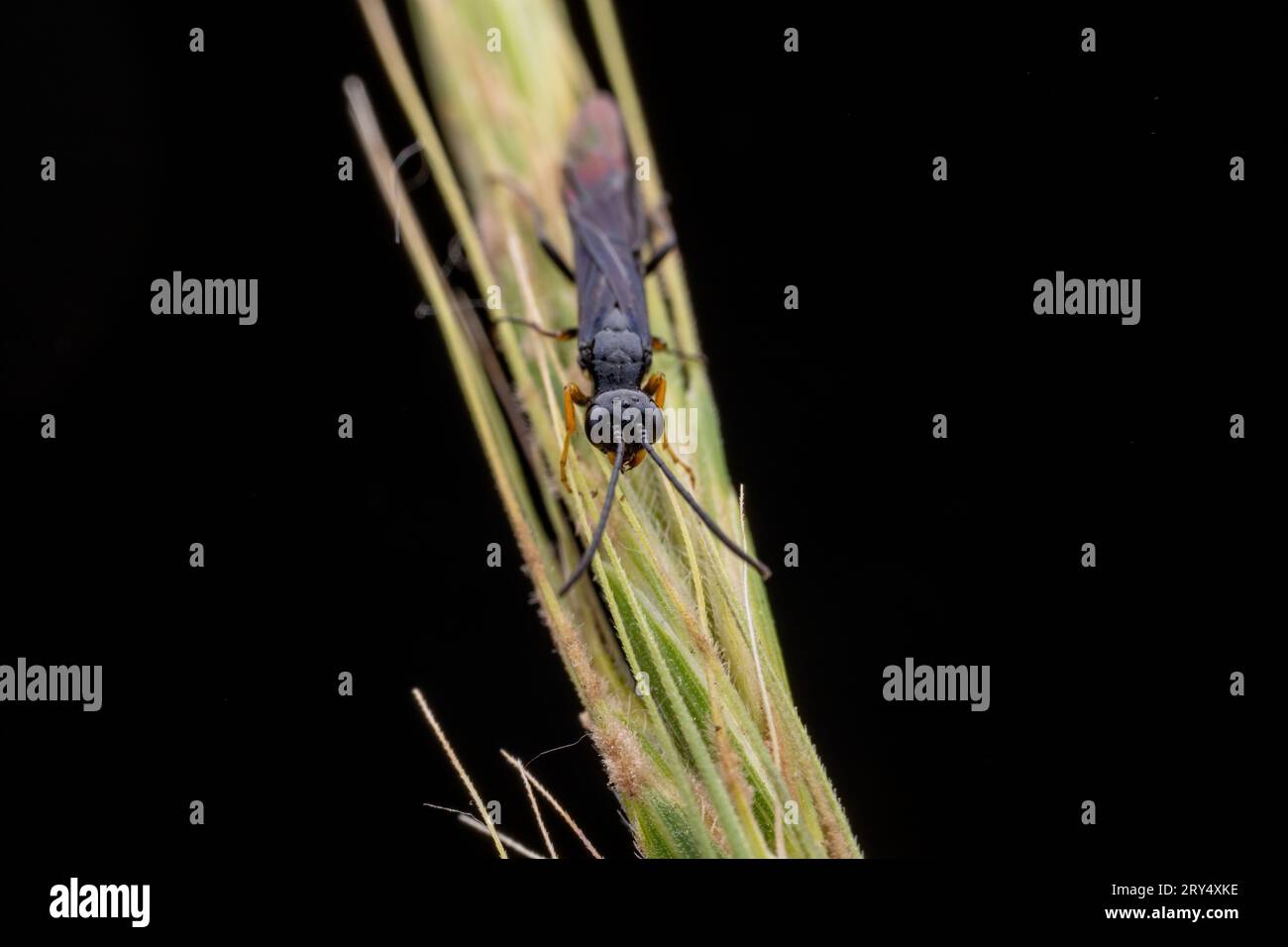 Bee insects inhabit wild plants Stock Photo - Alamy