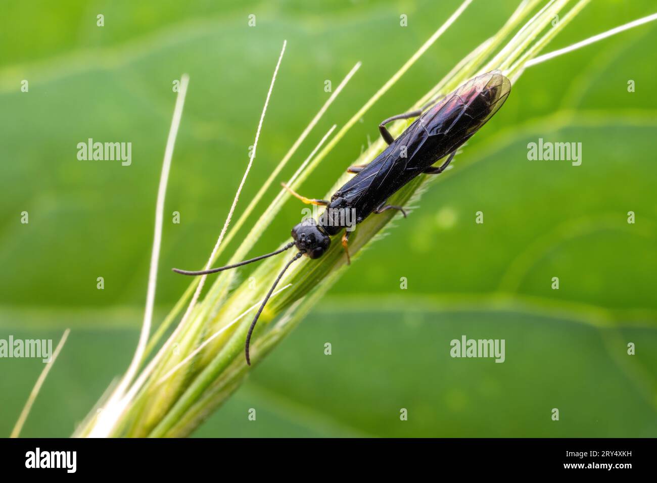 Bee insects inhabit wild plants Stock Photo - Alamy