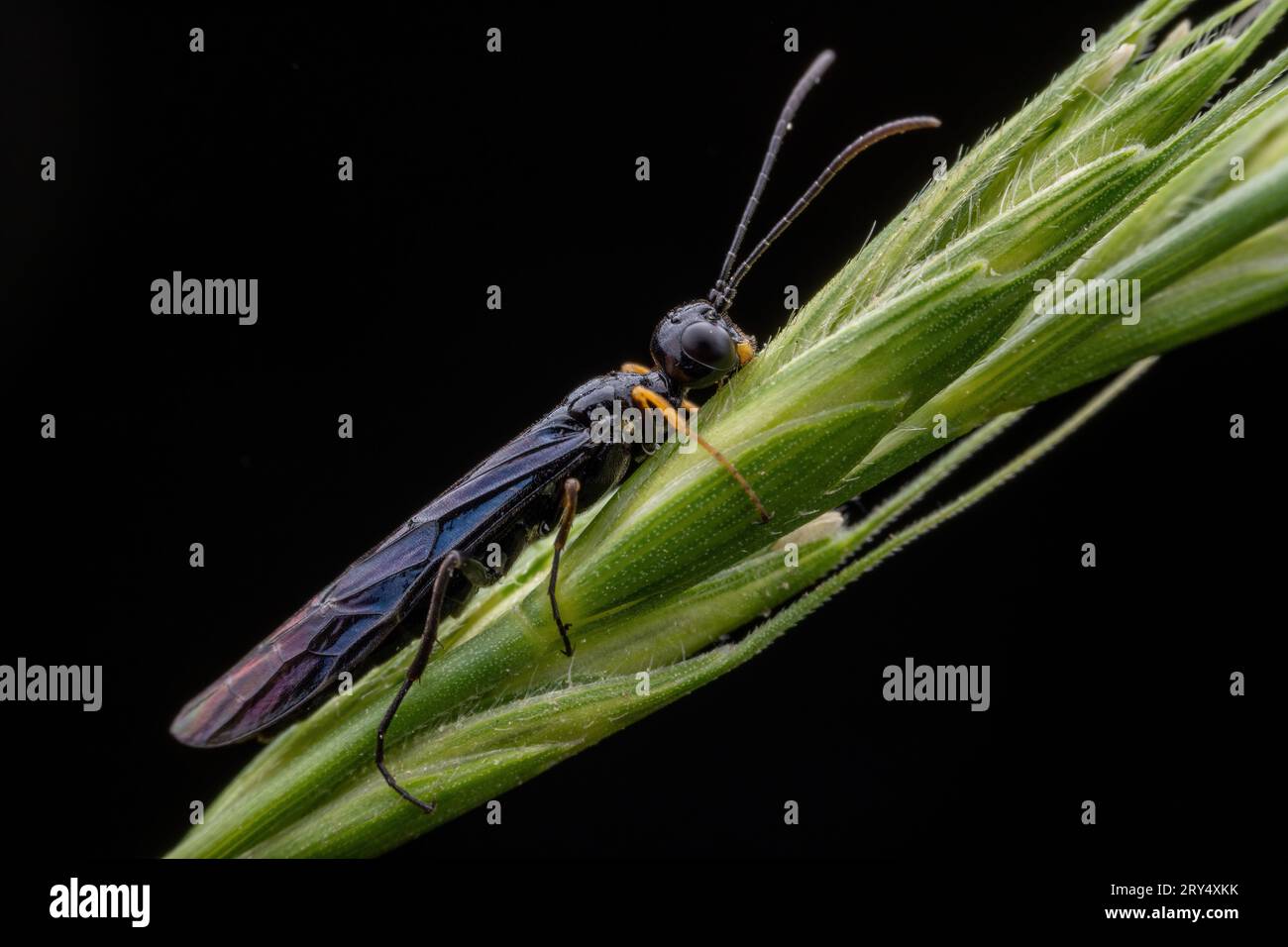 Bee insects inhabit wild plants Stock Photo - Alamy
