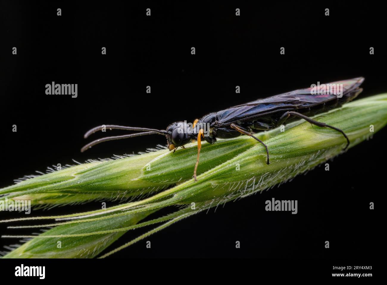 Bee insects inhabit wild plants Stock Photo - Alamy