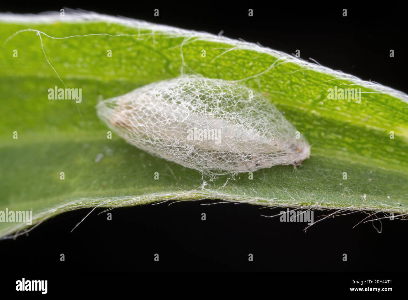 Insect cocoons on wild plant leaves Stock Photo - Alamy