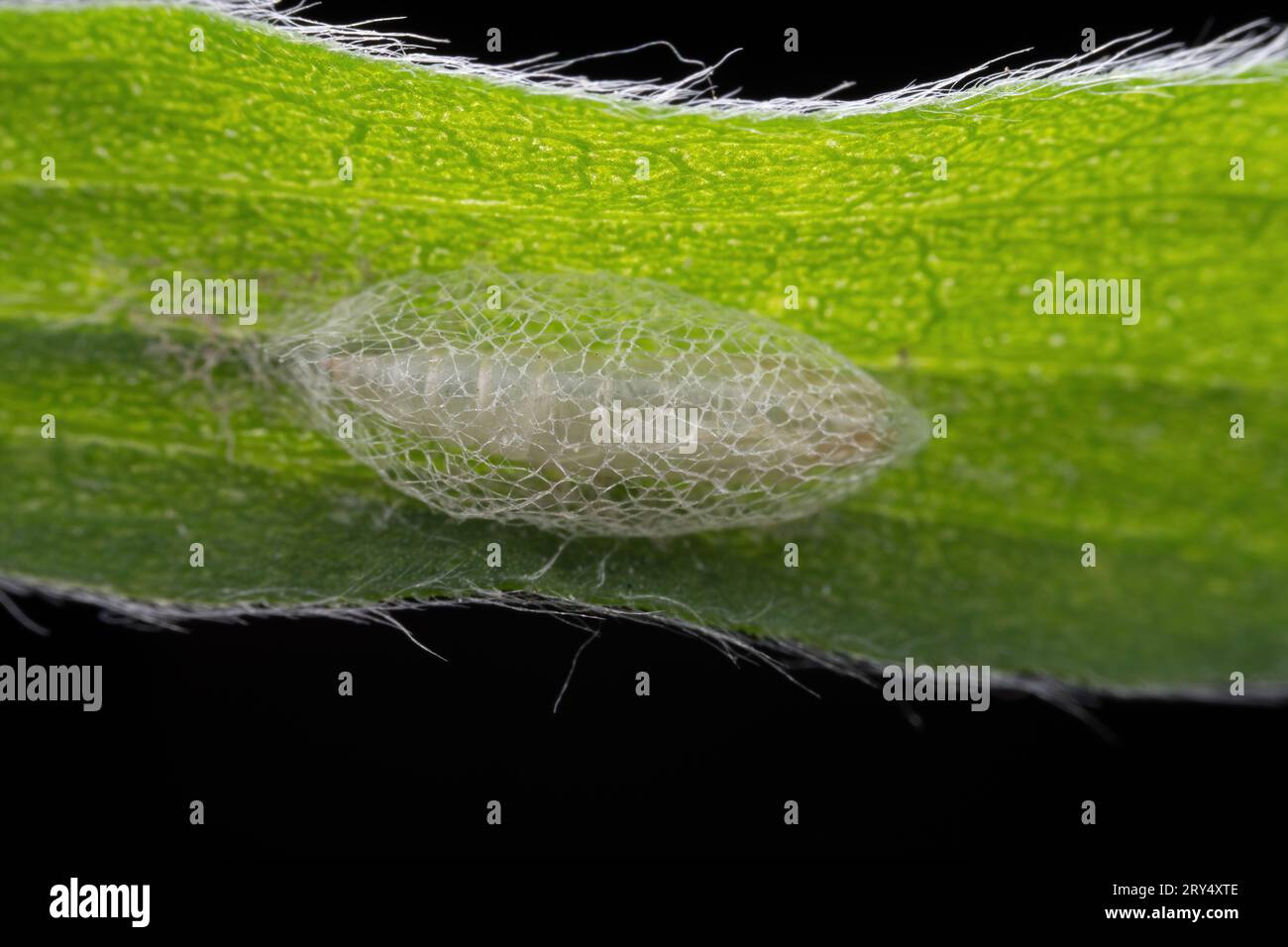 Insect cocoons on wild plant leaves Stock Photo - Alamy