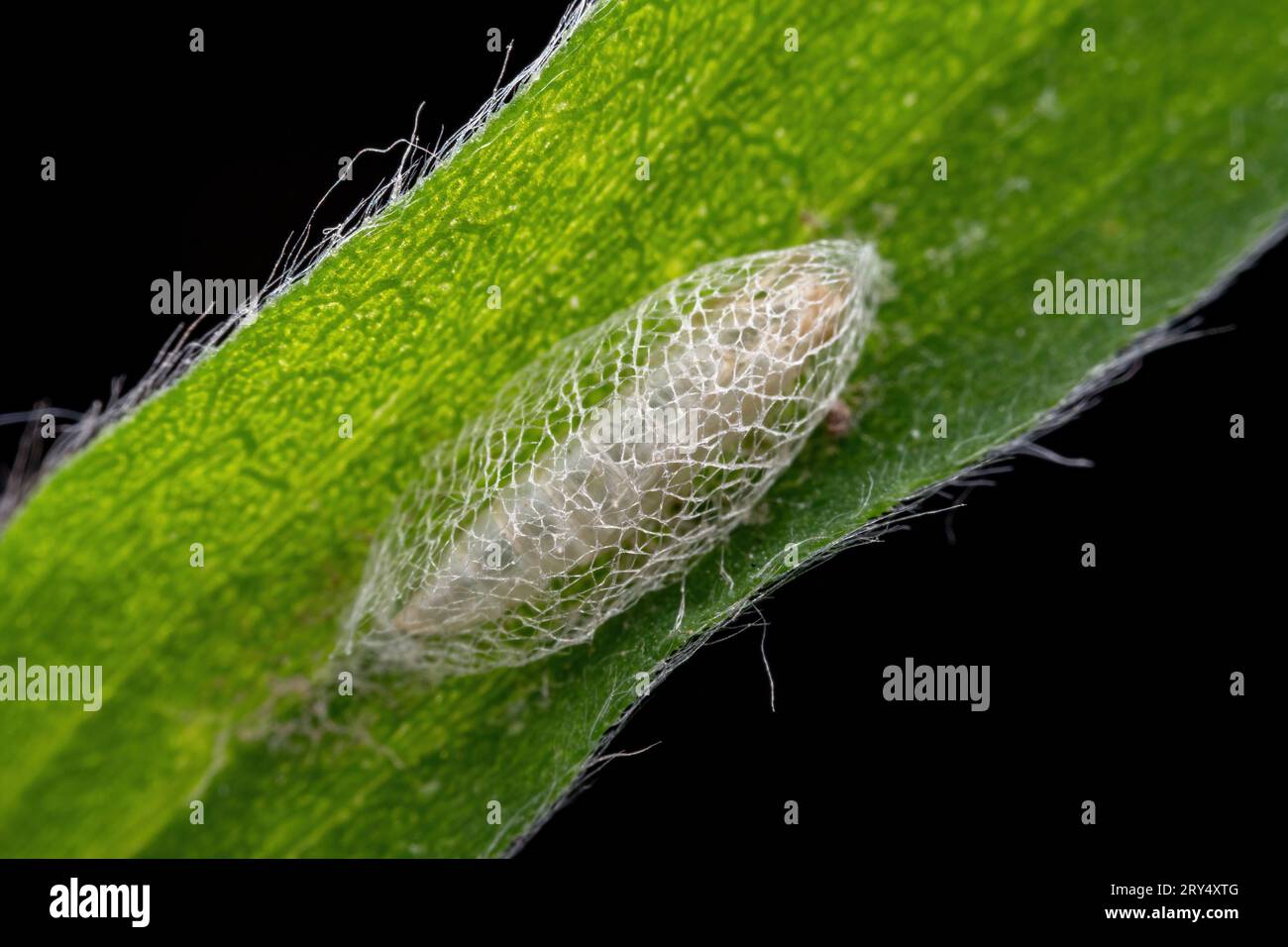 Insect cocoons on wild plant leaves Stock Photo - Alamy