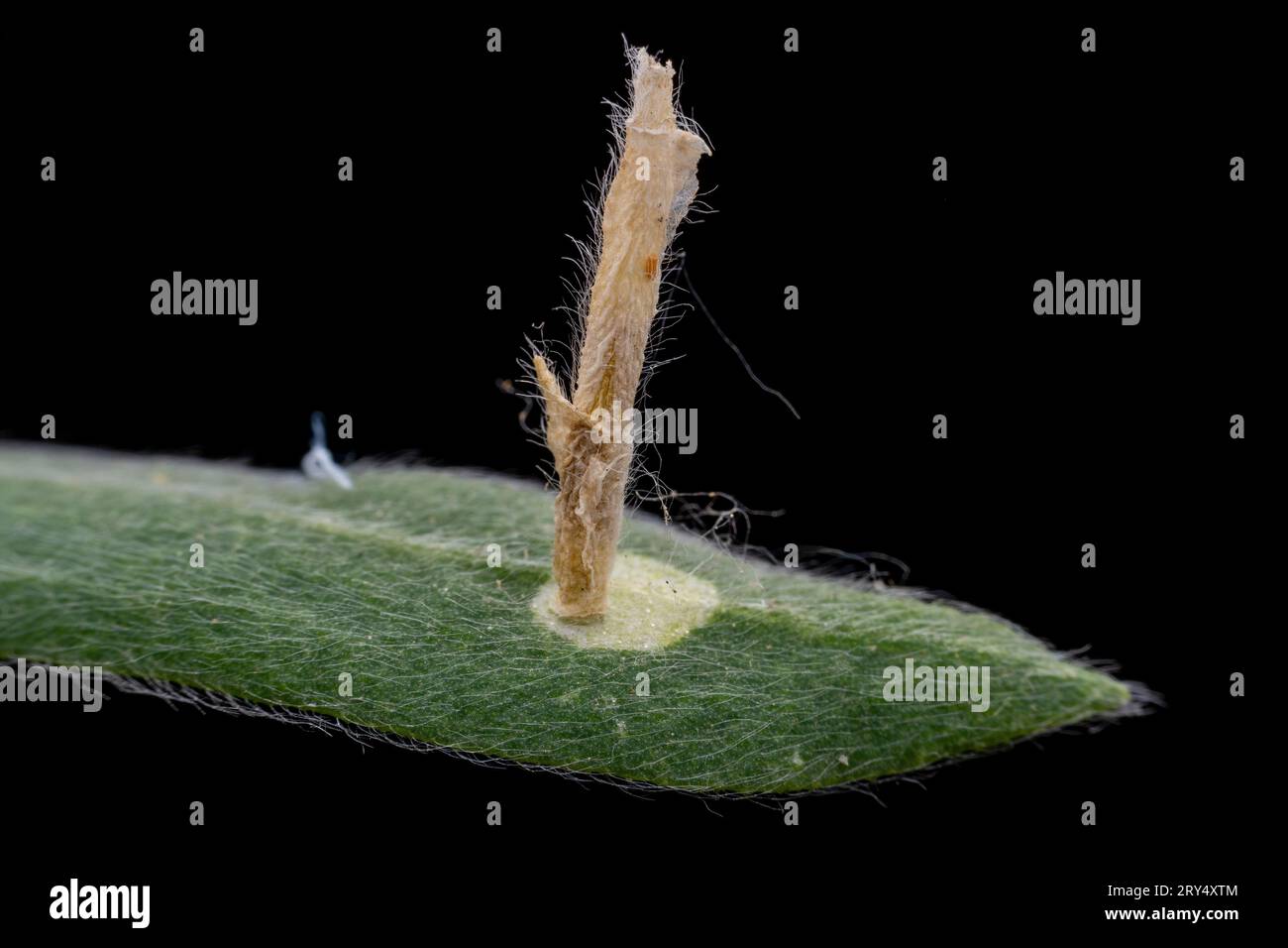 Unmanned shell hi-res stock photography and images - Alamy