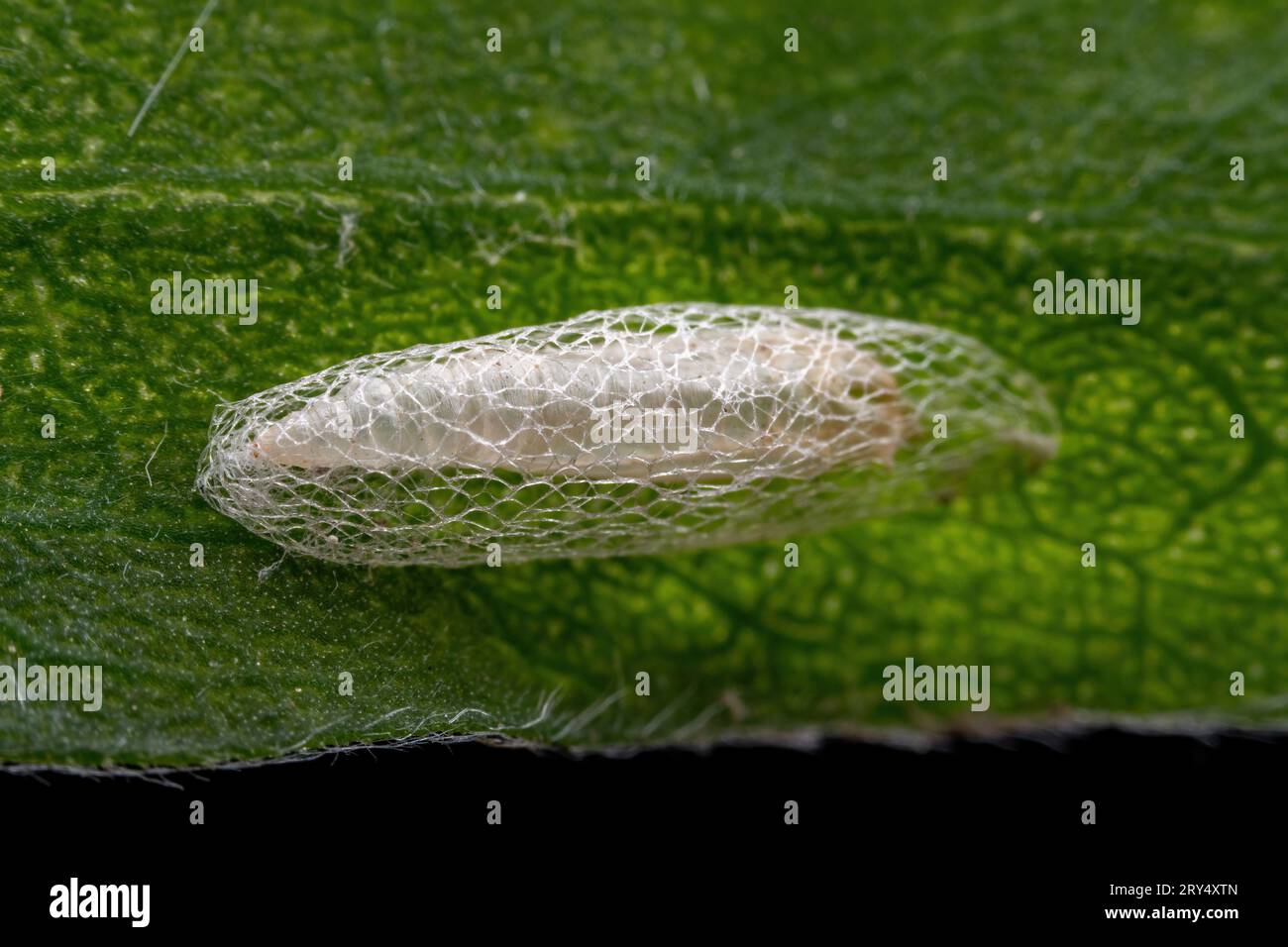 Insect cocoons on wild plant leaves Stock Photo - Alamy