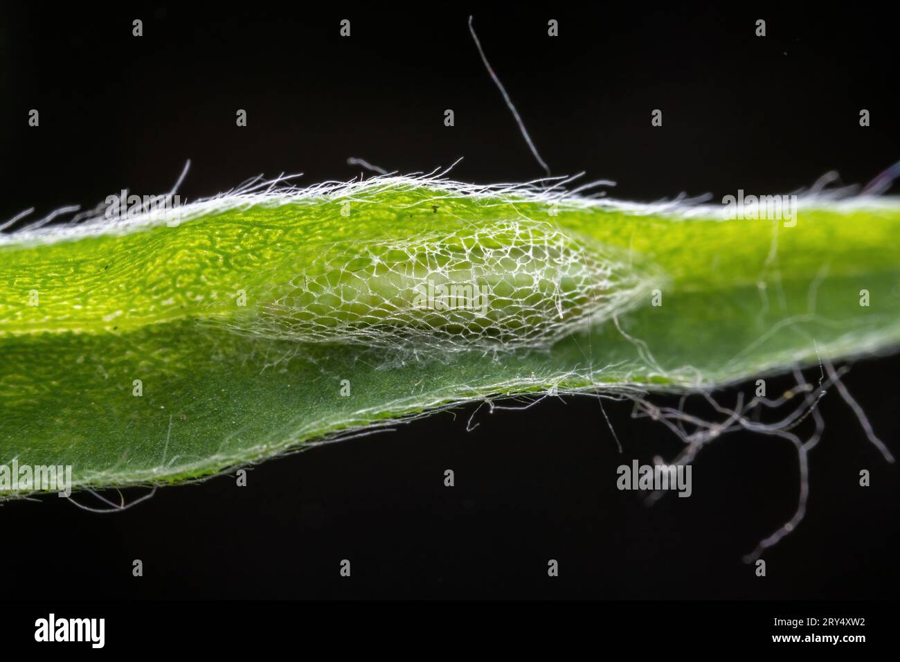 Insect cocoons on wild plant leaves Stock Photo - Alamy