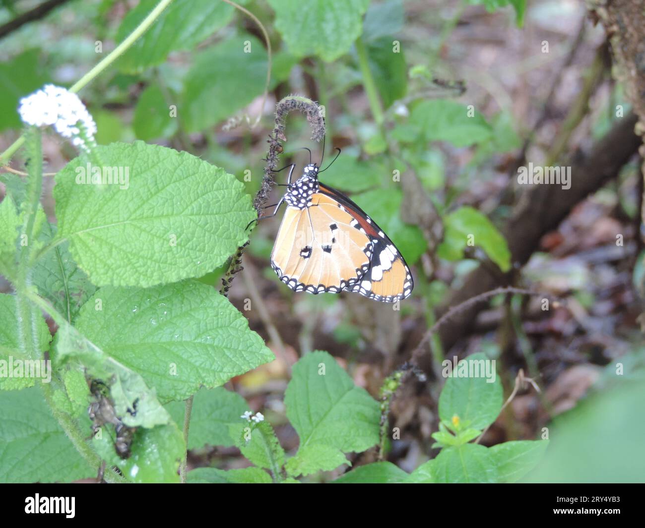Sri Lankan Butterflies and Dragonflies in the Wild Stock Photo - Alamy