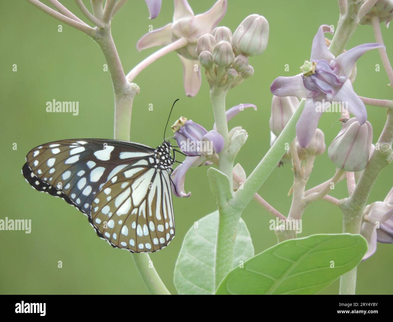 Sri Lankan Butterflies and Dragonflies in the Wild Stock Photo - Alamy