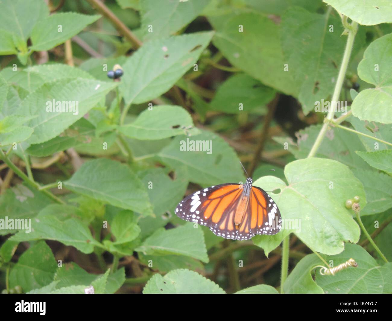 Sri Lankan Butterflies and Dragonflies in the Wild Stock Photo - Alamy