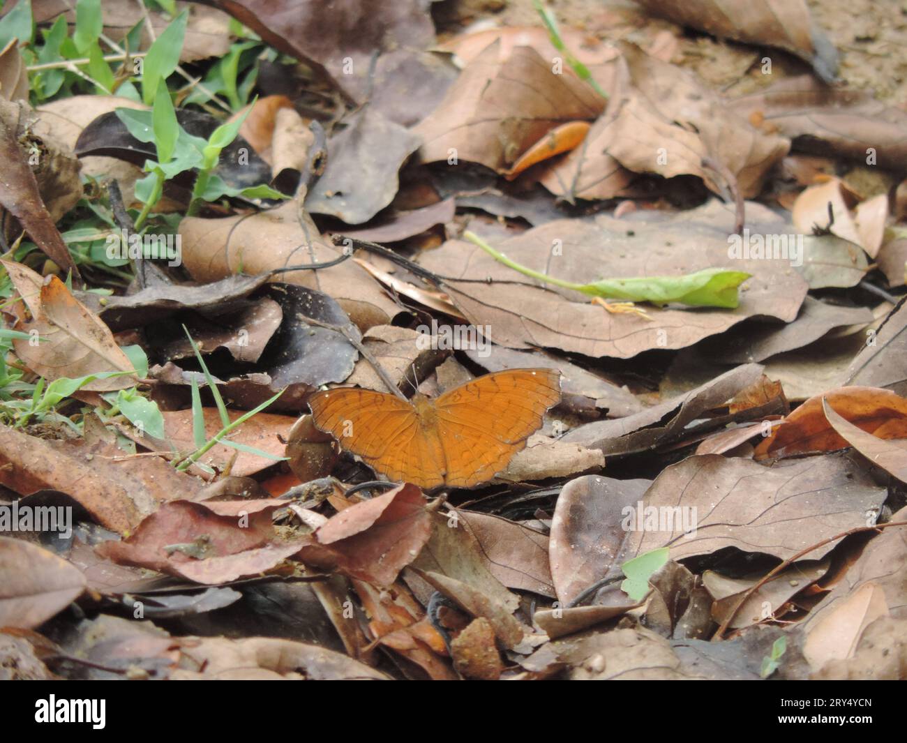 Sri Lankan Butterflies and Dragonflies in the Wild Stock Photo - Alamy