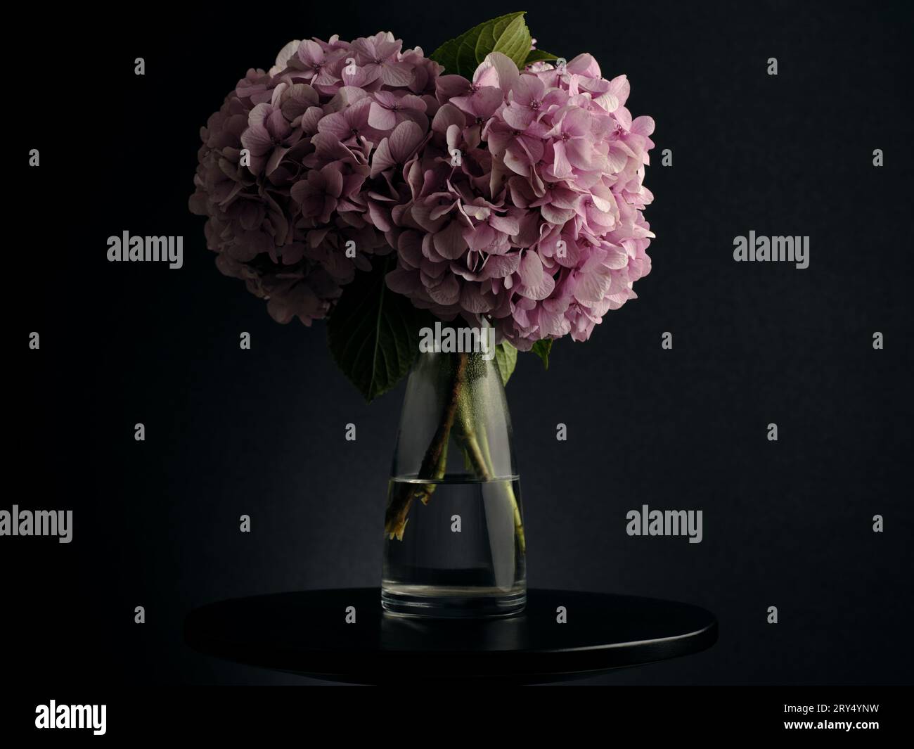 Hydrangeas vase hi-res stock photography and images - Alamy