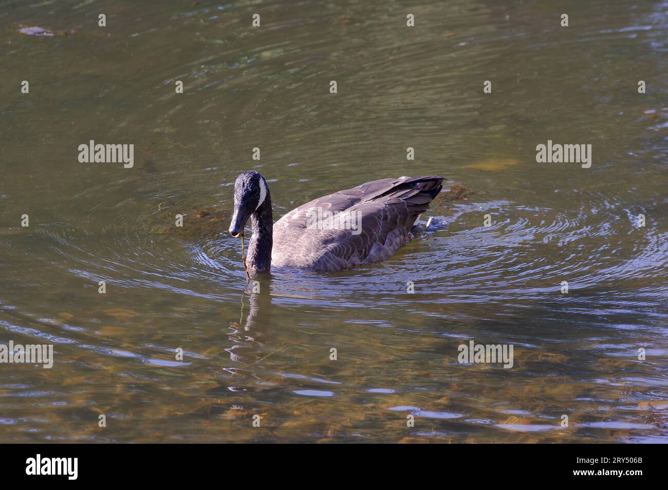 A Canada goose carrying a stick in its beak in Killarney Creek, Bowen ...