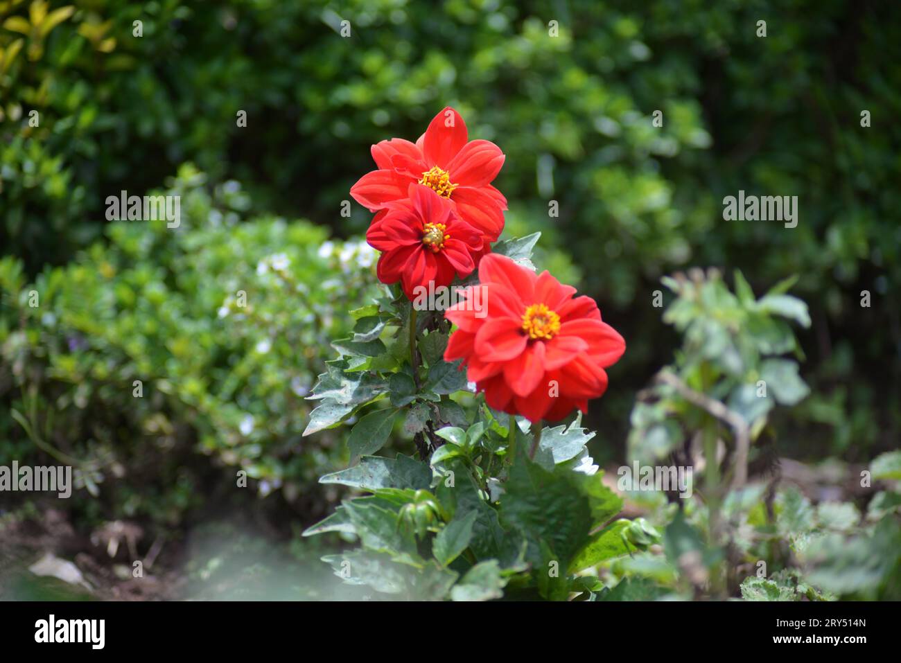 Real flower hi-res stock photography and images - Alamy