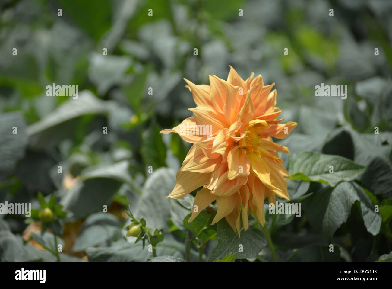 this is the natural real flower in ooty Stock Photo - Alamy