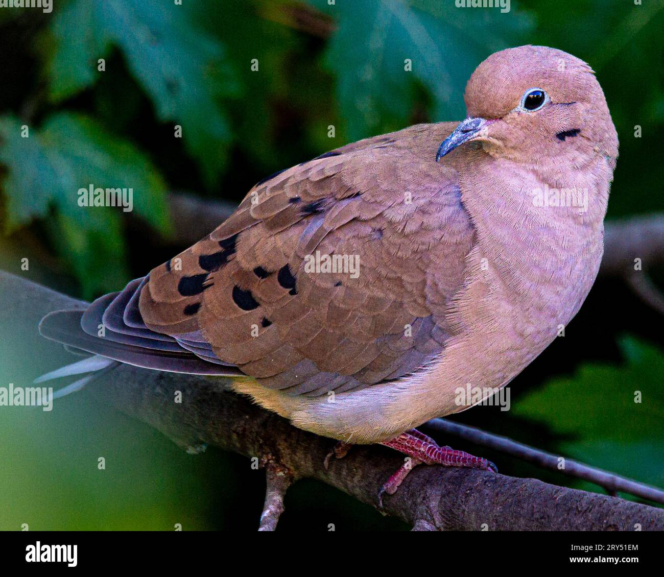 Mourning dove (Zenaida macroura) A graceful dove living throughout the ...