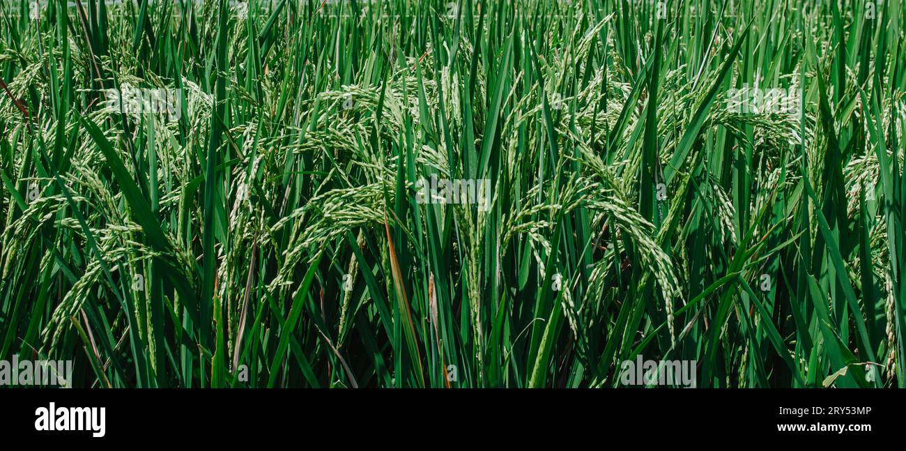Green rice or paddy plant. Close-up. Suitable for background Stock ...