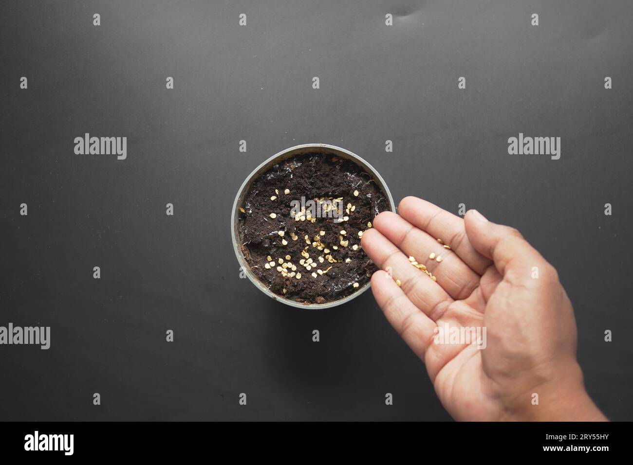 putting small seed of hot pepper in a pot with soil Stock Photo - Alamy