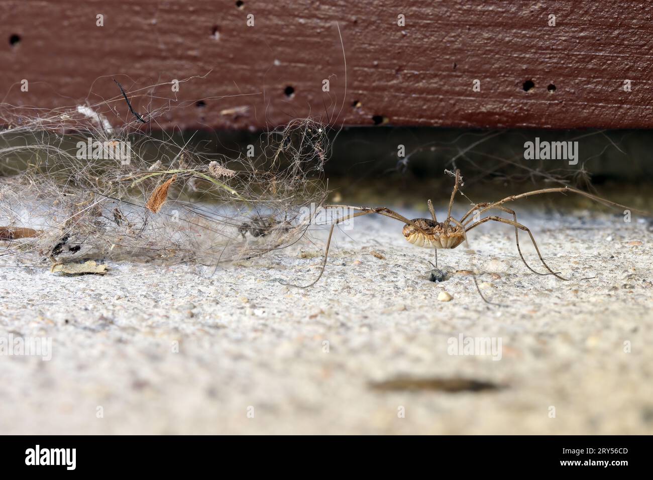 Spider web clump hi-res stock photography and images - Alamy